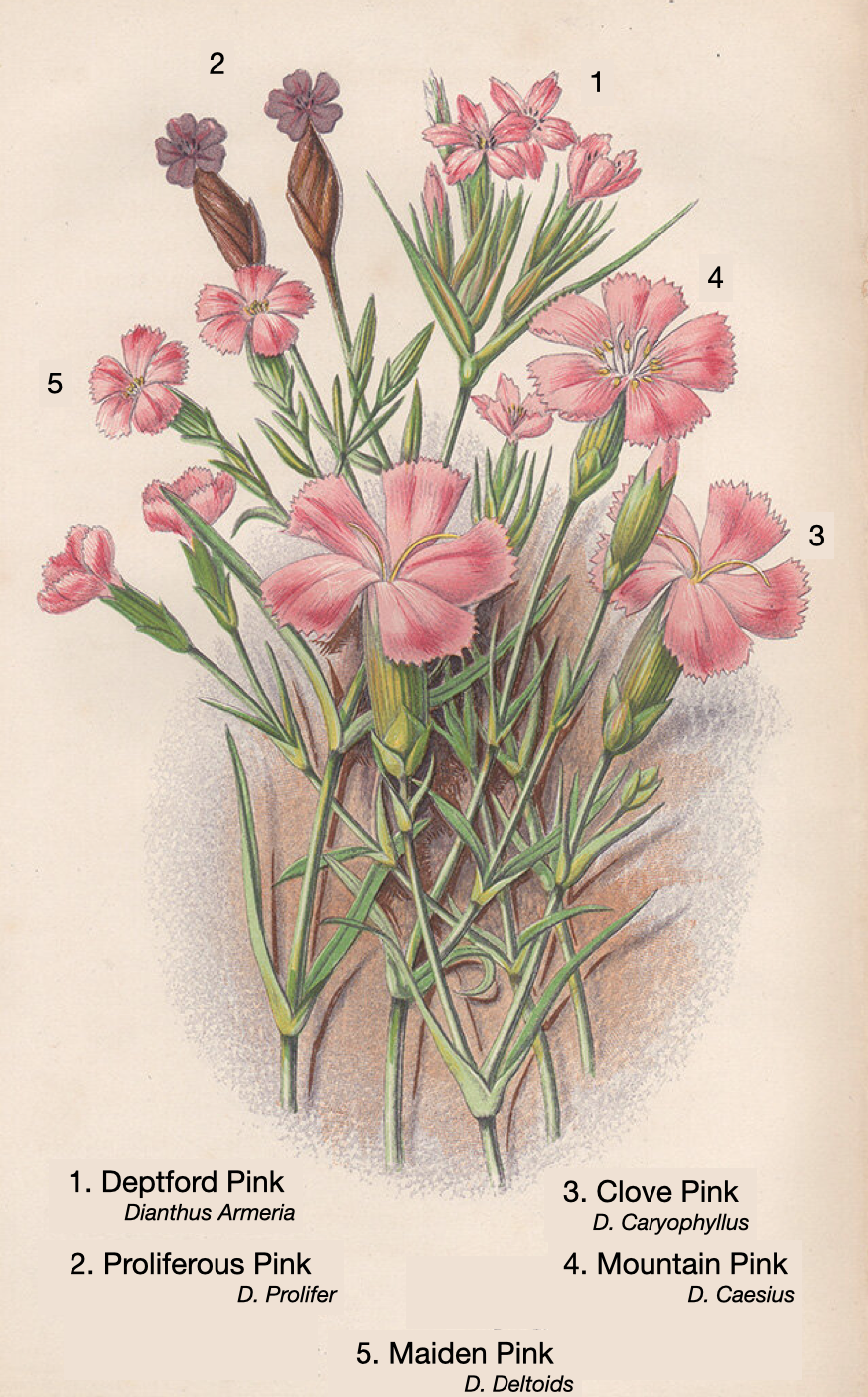 Anne Pratt – Celebrated Victorian Botanist from Strood/Rochester ...